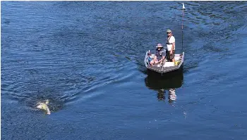 A 30-hour swim in Waikato River - PressReader