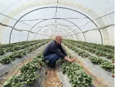 Strawberri­es are rich pickings for Jordanian farmer - PressReader