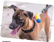 Animal Adoption - PressReader