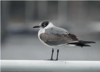 Basic Principles - PressReader