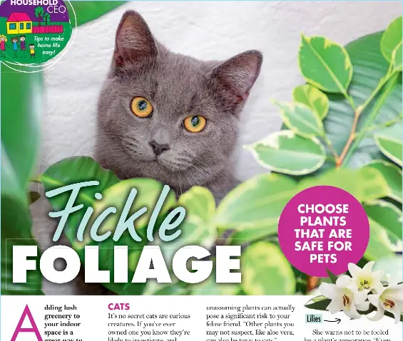 Fickle FOLIAGE - PressReader