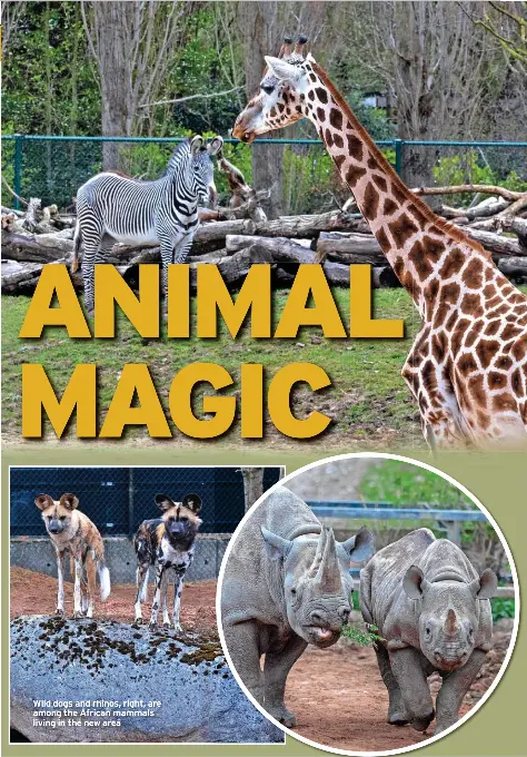 ANIMAL MAGIC - PressReader