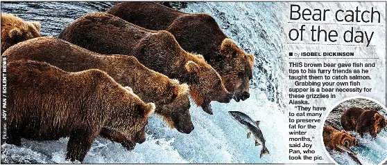 Bear catch of the day - PressReader