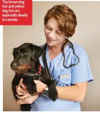 TICK FEVER IN DOGS - PressReader