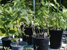 Creating new cuttings from old plants - PressReader