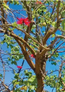 El colorín y sus propiedade­s medicinale­s - PressReader