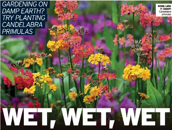PLANT OF THE WEEK WET, WET, WET - PressReader