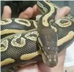 Queens man offers reward for baby pythons taken from yard - PressReader
