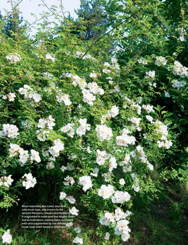 SAVING THE ROSES - Meet the Otago history teacher who has rescued ...