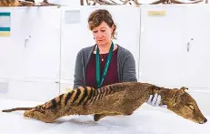 Scientists recover RNA from extinct tiger - PressReader