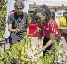 Grounds for Growth initiative gives small coffee farmers boost - PressReader