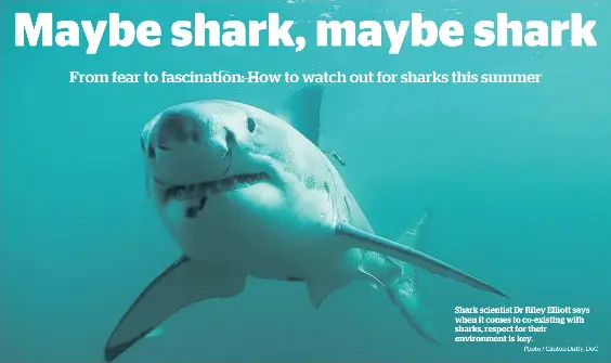 Maybe shark, maybe shark - PressReader