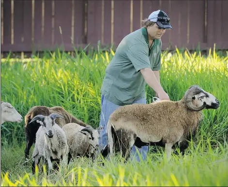 Rustlers on the lam with sheep stolen in Richmond - PressReader