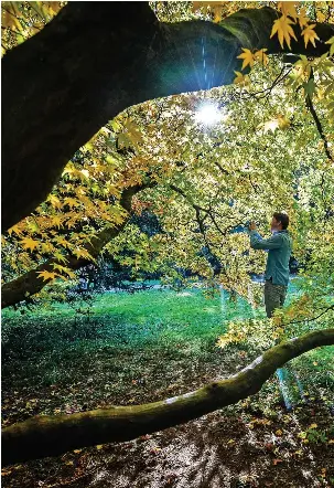 This autumn let’s explore a different branch of history - PressReader