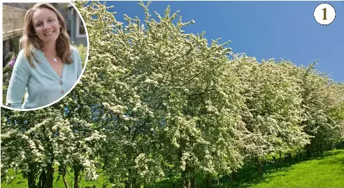 Five trees you can plant to cut pollution and help wildlife - PressReader