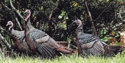 Eastern and Osceola wild turkeys of Florida at risk - PressReader