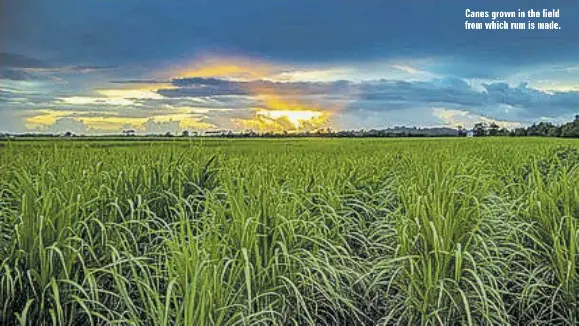 FTC launches probe into rum market practices - PressReader