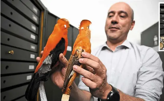 Unique bird collection at risk - PressReader