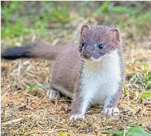 Stoat cull in Orkney sees more creatures caught up in traps - PressReader