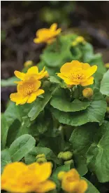 March plants - PressReader