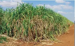 PRONKSTUK-PROJEK - PressReader