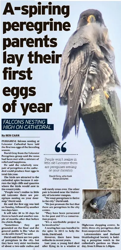 A-spiring peregrine parents lay their first eggs of year - PressReader