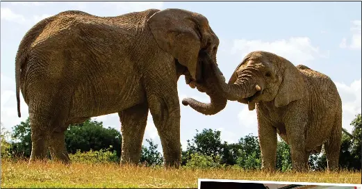 British zoo to send entire herd of 13 elephants to their Kenyan ...