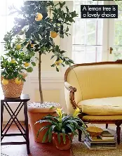 Alan Titchmarsh WINDOW DRESSING - PressReader