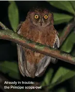 Principe scops-owl - PressReader