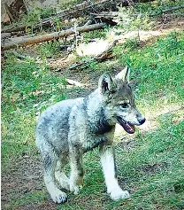 What could Colo. gray wolf visit mean for N.M.? - PressReader