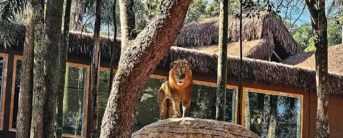 Simba Safari é reaberto com 300 animais em SP - PressReader