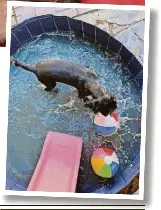 Hollywood star Peggy set to make a splash at pool party - PressReader