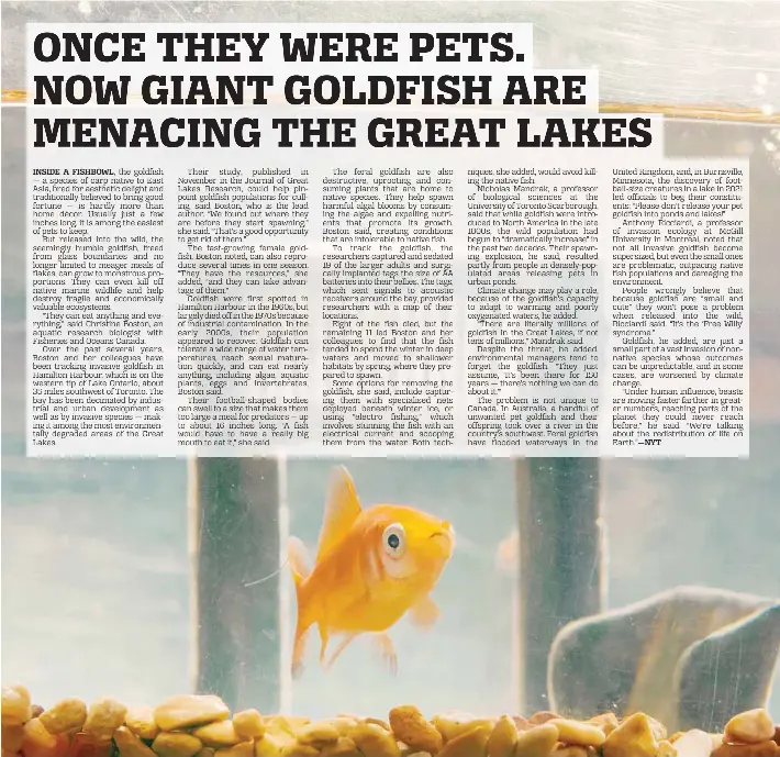 ONCE THEY WERE PETS. NOW GIANT GOLDFISH ARE MENACING THE GREAT LAKES - PressReader