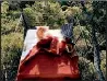 Builders branching out into grown-up treehouses - PressReader