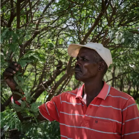 How an idealistic tree-planting project turned into Kenya’s toxic ...