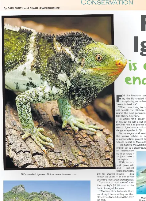 Fijian Iguana is critically endangered - PressReader