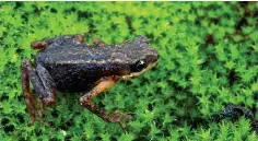 PALAWAN TOADLET - PressReader