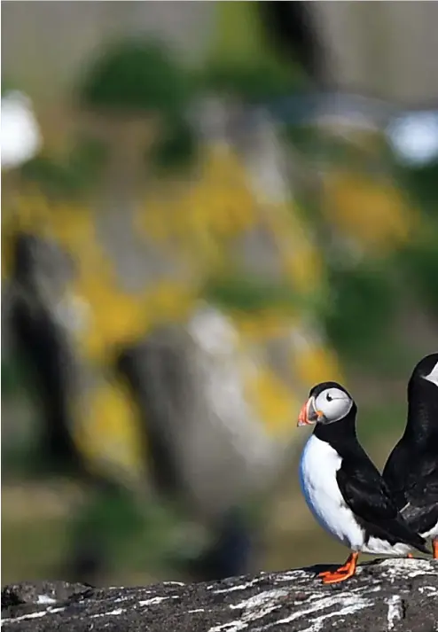 Scottish Panorama Isle of May, where 45,000 puffin pairs burrow. But ...