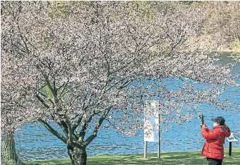 How to enjoy the bloomin’ view - PressReader