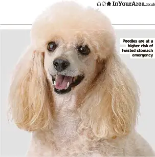 POODLE DIET EMERGENCY - PressReader