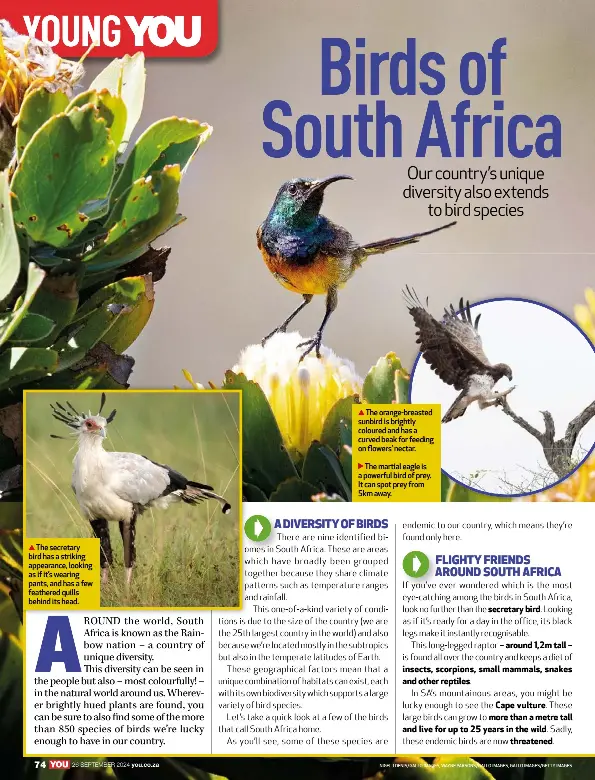 Birds of South Africa - PressReader