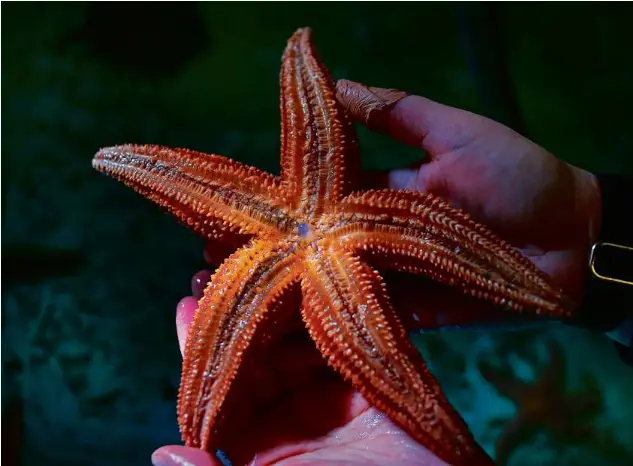 In a race to save the oceans’ diversity - PressReader