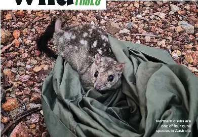 How to save a quoll - PressReader
