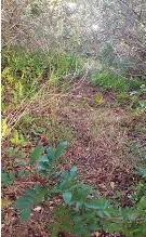 BUSHPIG BASICS PART 2: BAITING - PressReader