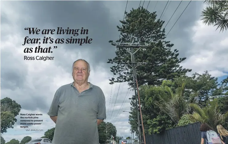 Landmark tree set to stay despite power problems - PressReader
