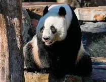 Australia to get new giant pandas from China - PressReader