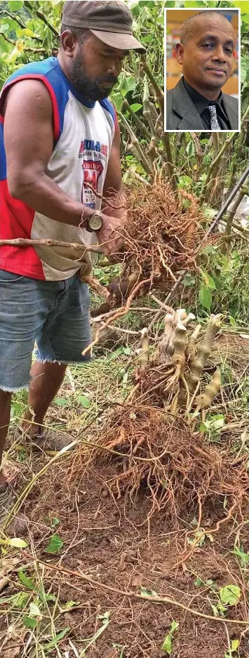 Asian Investors Eye Kava - PressReader