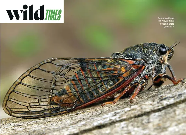 Britain to welcome back extinct cicada - PressReader