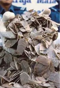 Daging, sisik tenggiling komoditi popular - PressReader