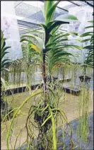 Strap Vanda Culture - PressReader